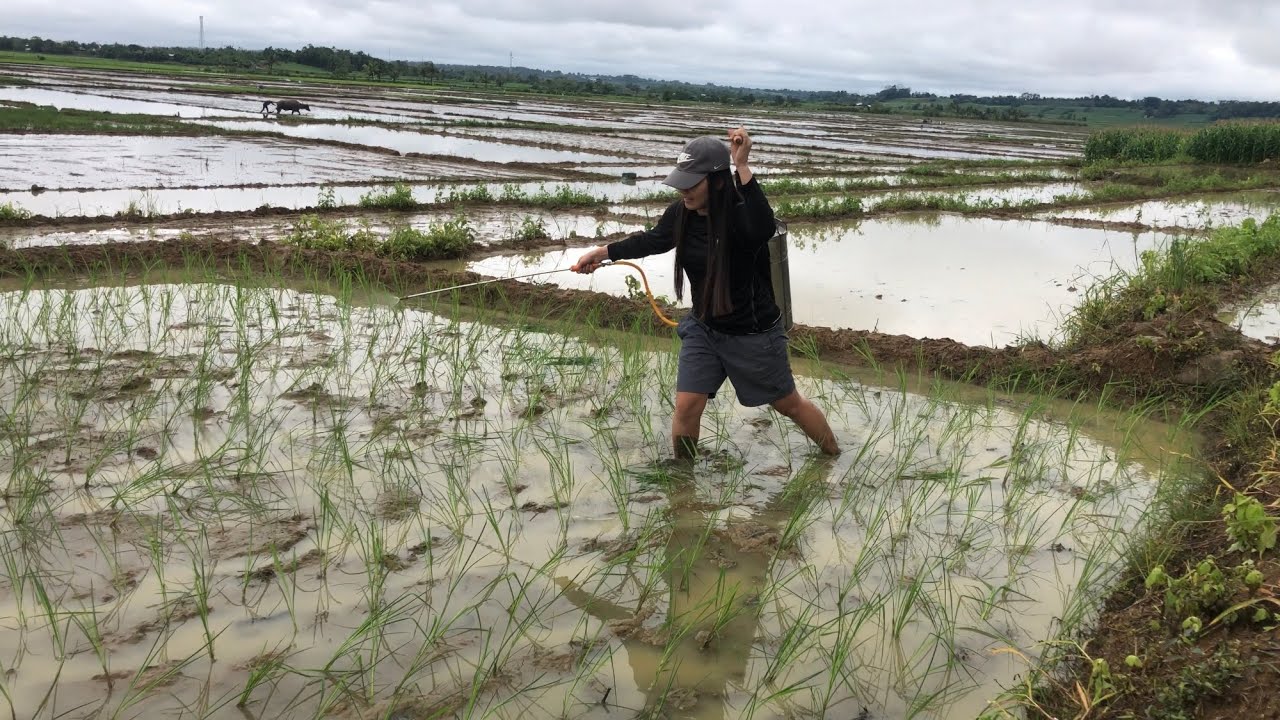 PAGTATANIM NG PALAY AT PAGSPRAY? KAKAYANIN! BAWAL TAMARIN NGAYONG 2023😁 ...