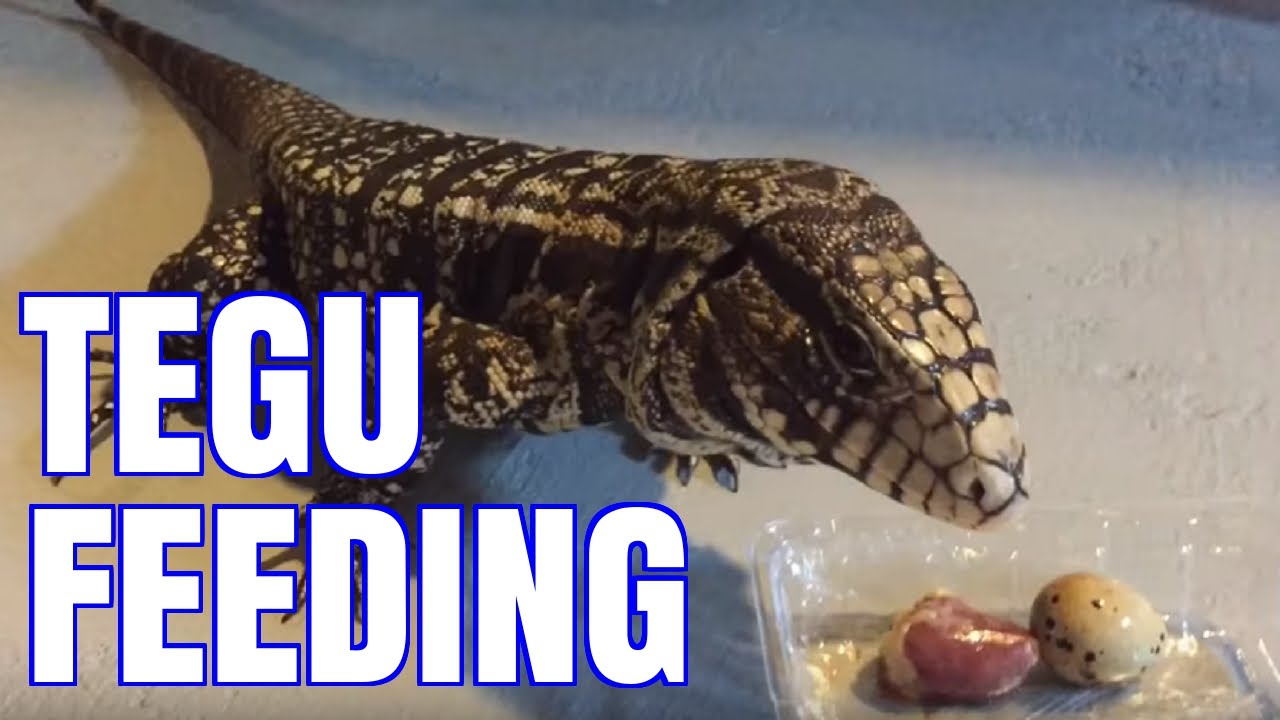 TEGU LIZARD EATS CHICKEN, FISH, AND WHOLE EGG - YouTube