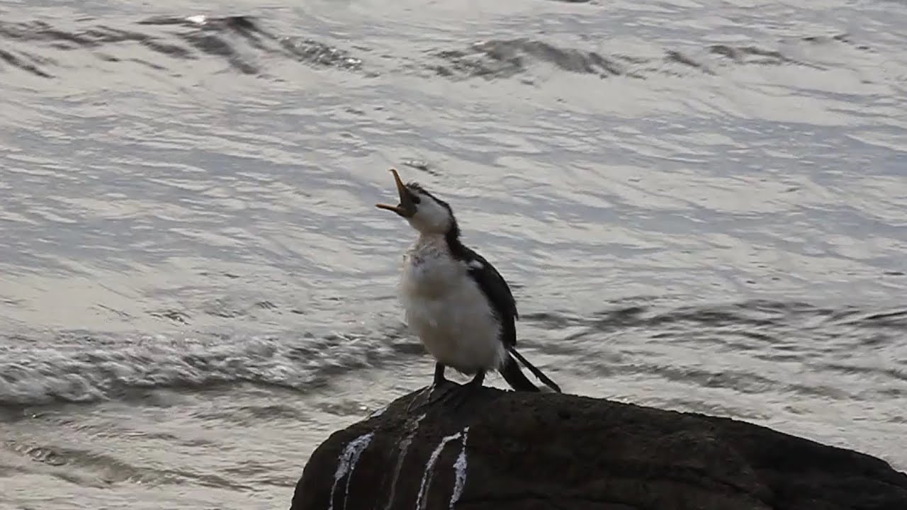 Cormorant loves heavy rock | Birds in nature - YouTube