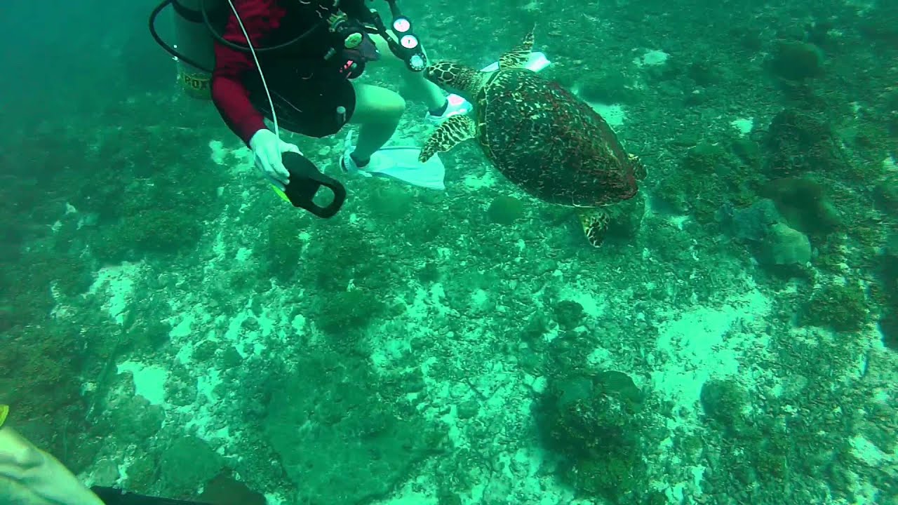 Vicious Sea Turtle Attack YouTube vicious-sea-turtle-attack-youtube