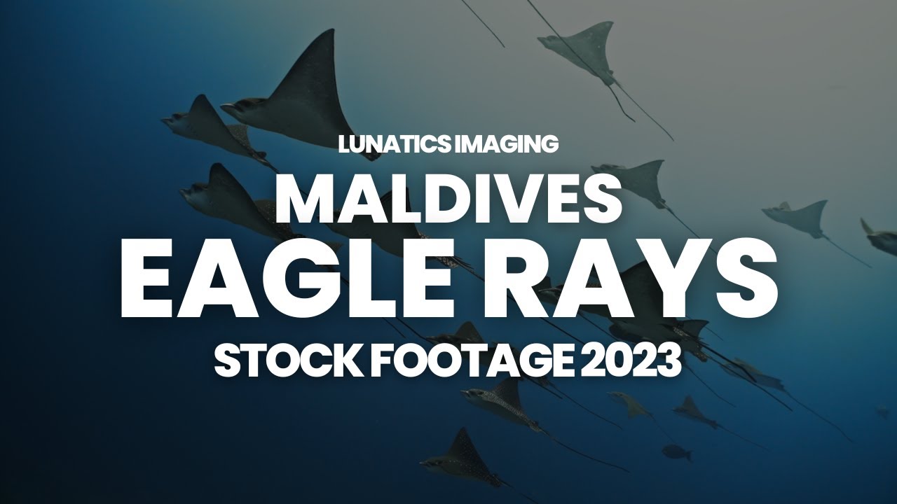 Eagle Ray Stock Footage 2023 | Maldives | Sony FX3 Underwater Video ...