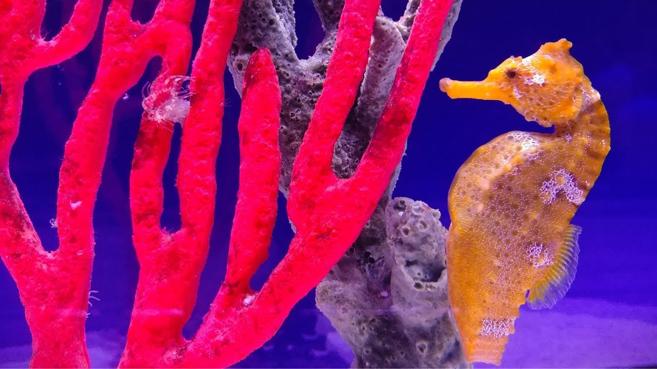 Amazing Seahorse - Seahorse Swimming - Seahorses 4K Video - YouTube