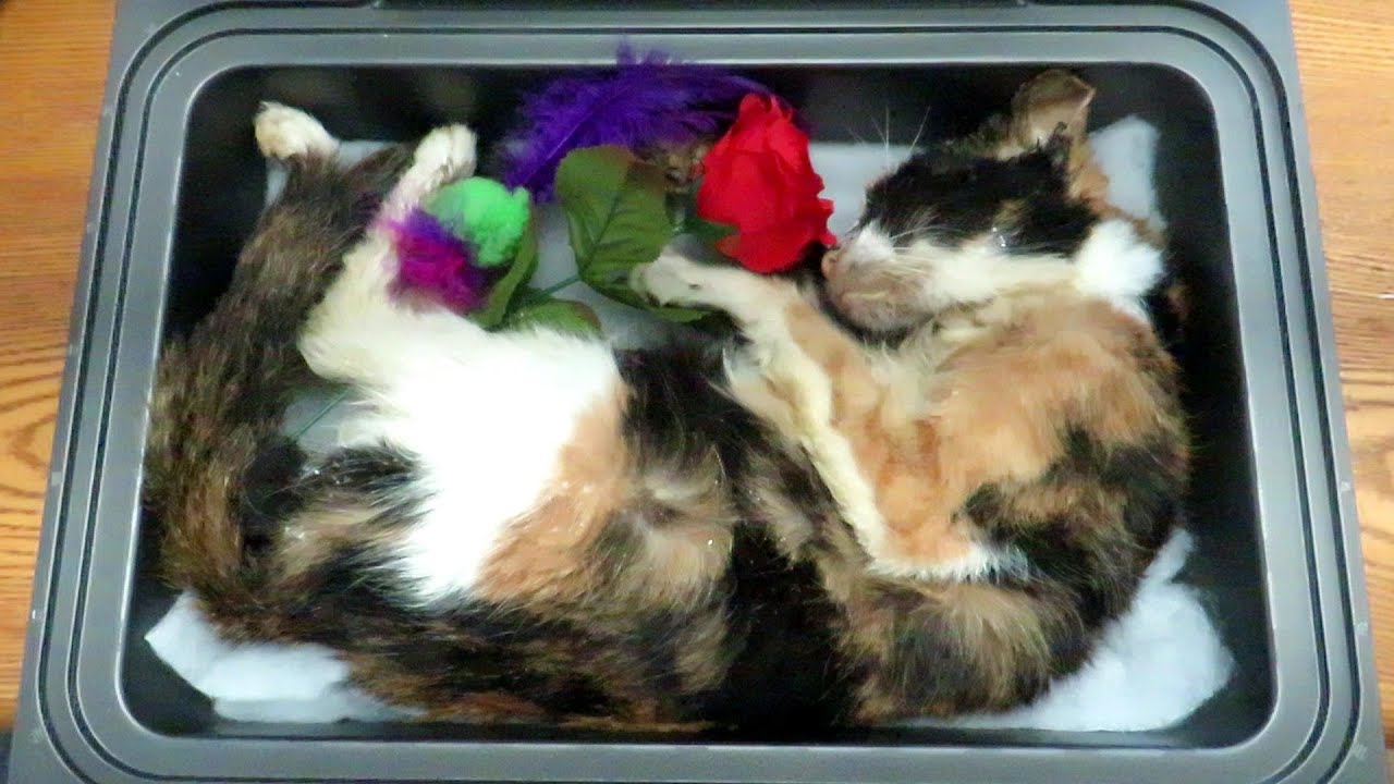 Youtube Cat Cali The Calico Memorial Grave - YouTube