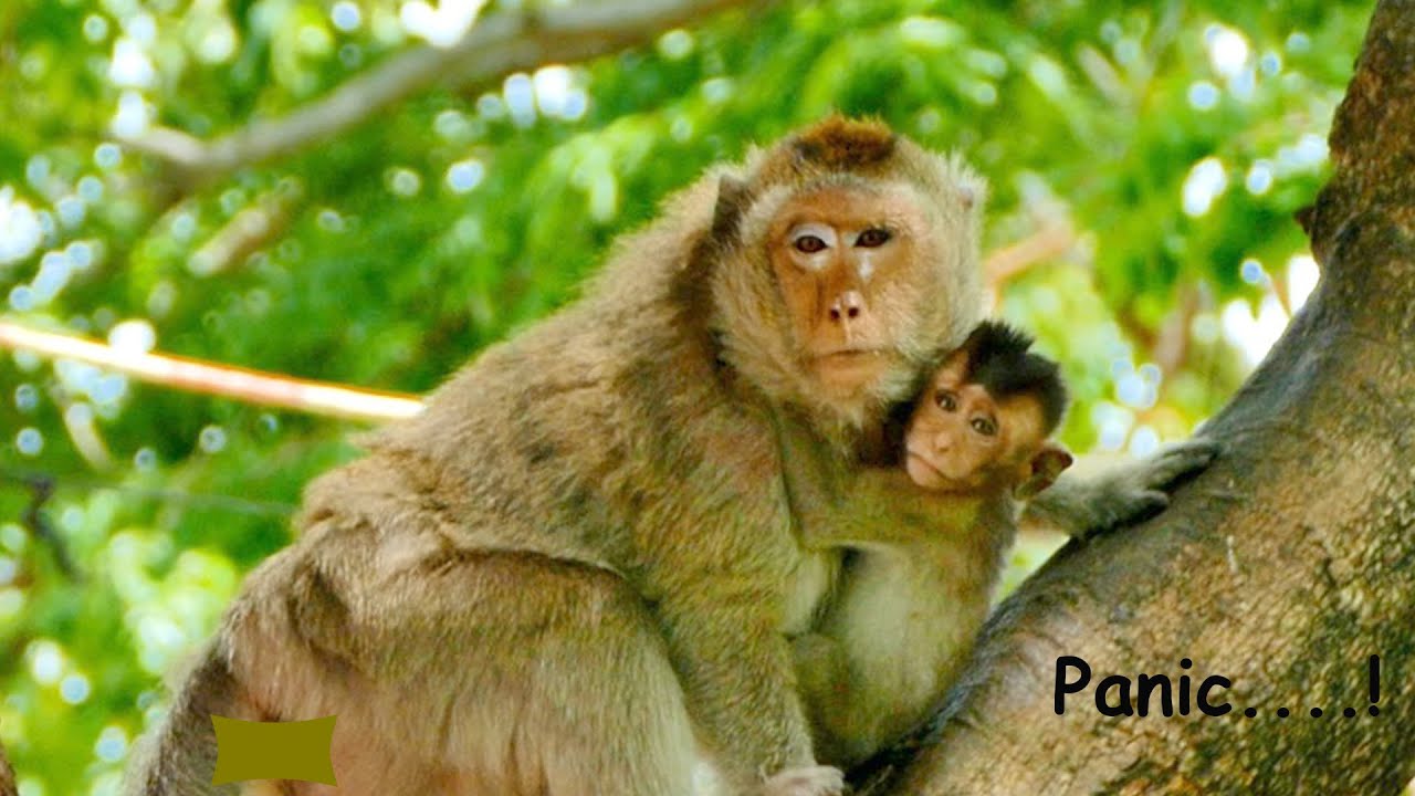 The Most Horrified With Panic...Malida Is Made Into Deep Panic As Male ...