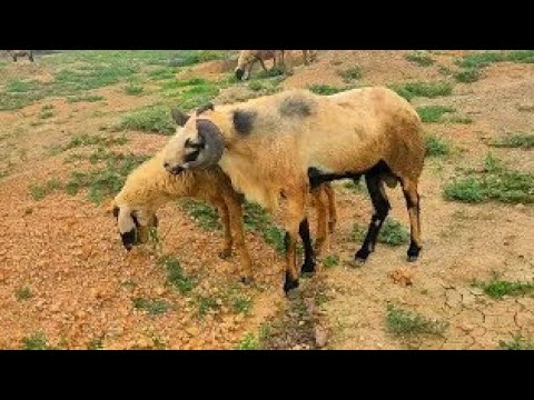 Sheep Enjoying Meeting|| Wildlife - YouTube
