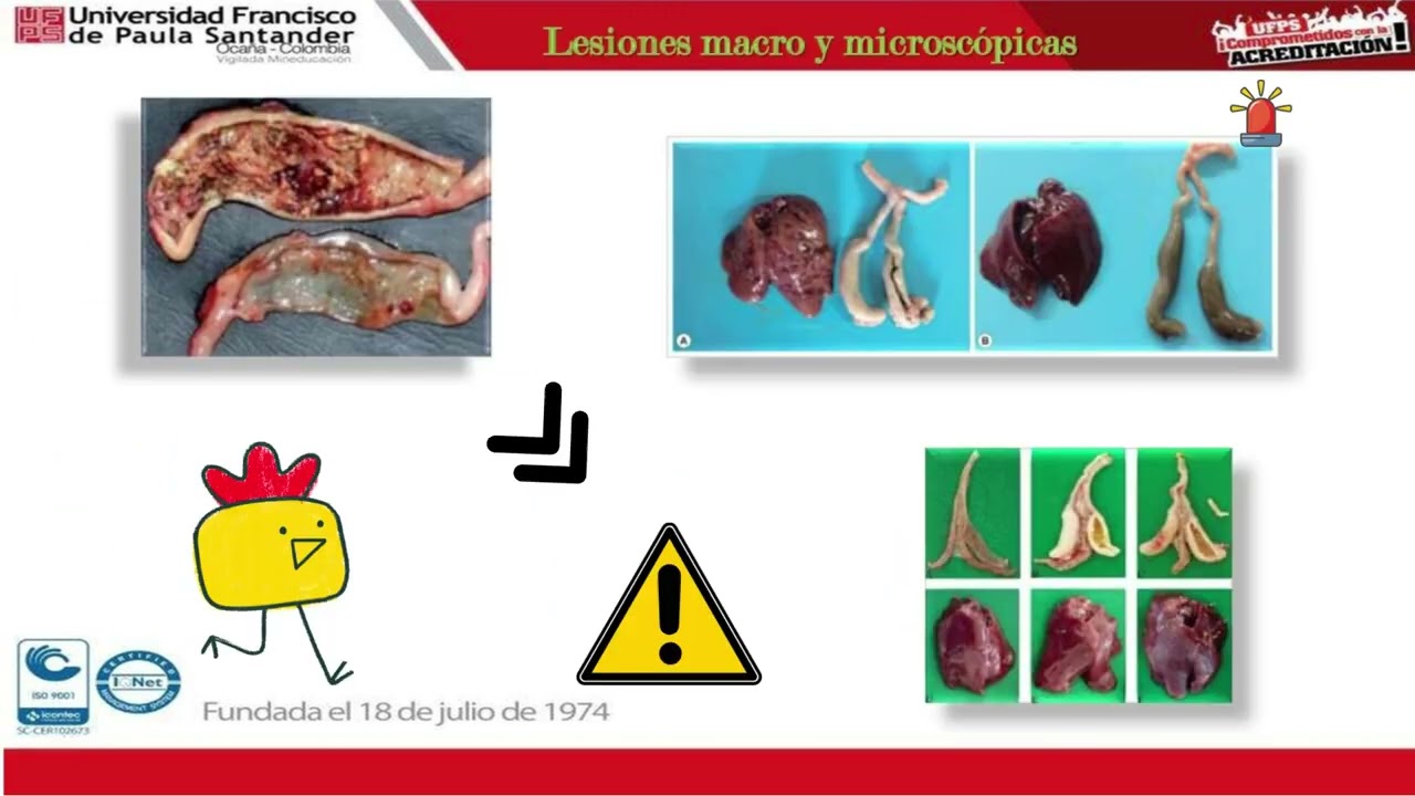 HISTOMONIASIS AVIAR - GENERALIDADES, TRATAMIENTO Y CONTROL - YouTube