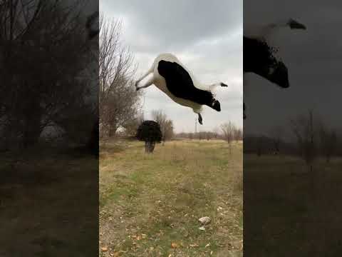 Crazy cow make a milk #cow #crazy #crazycow #milk #funnycow #funnycow #funny