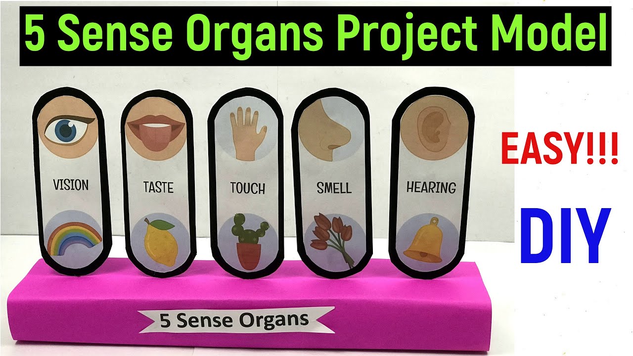 sense organs project - 5 sense organs project model - 5 sense organs ...