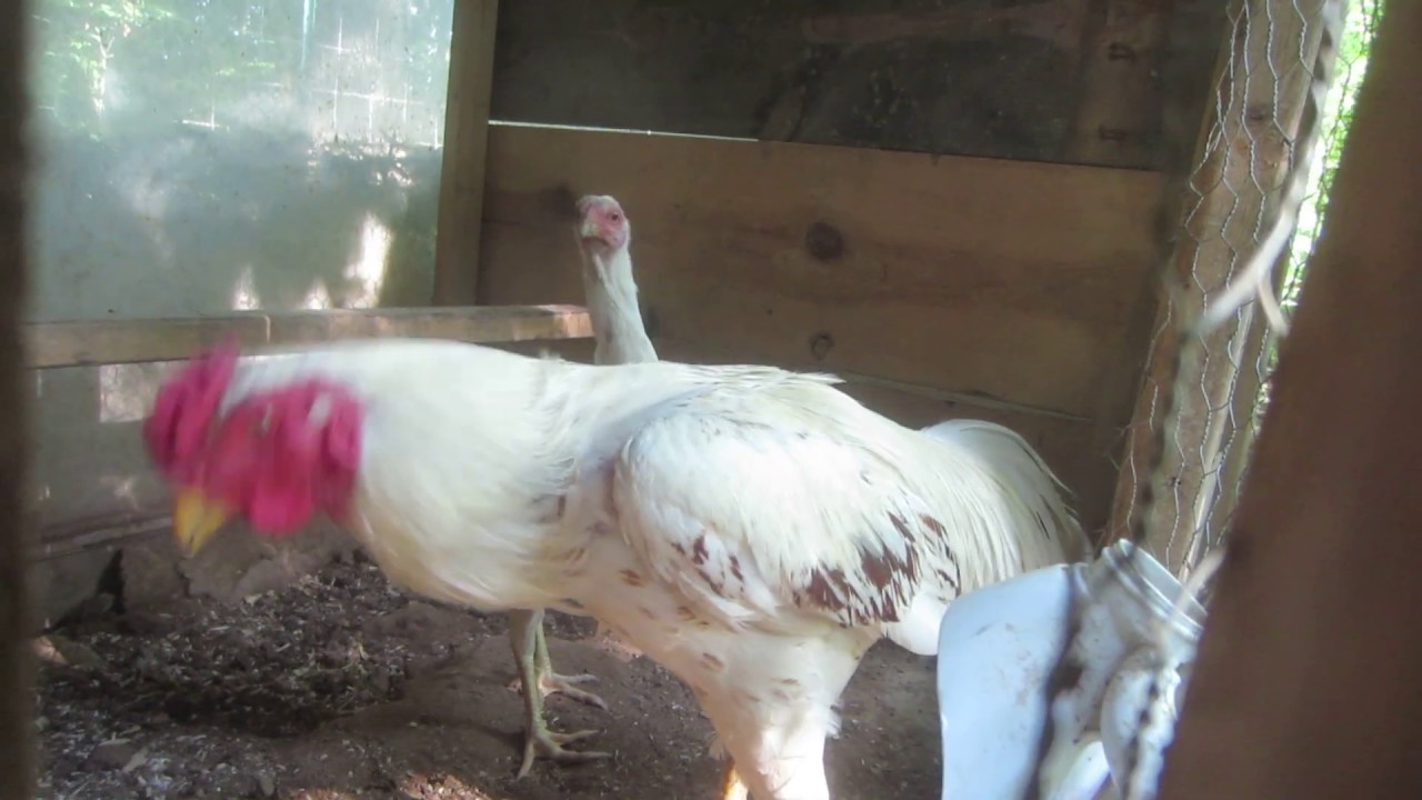 Laus Qaib Zaj Dawb (White Dragon Rooster) - YouTube