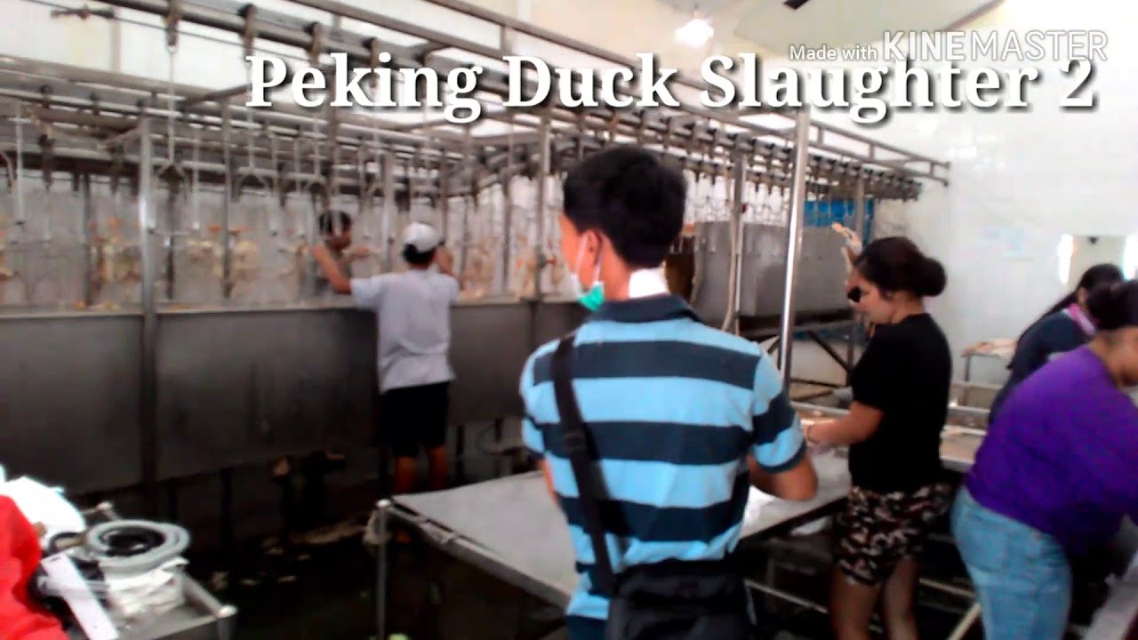 Peking Duck Slaughter #2 - YouTube