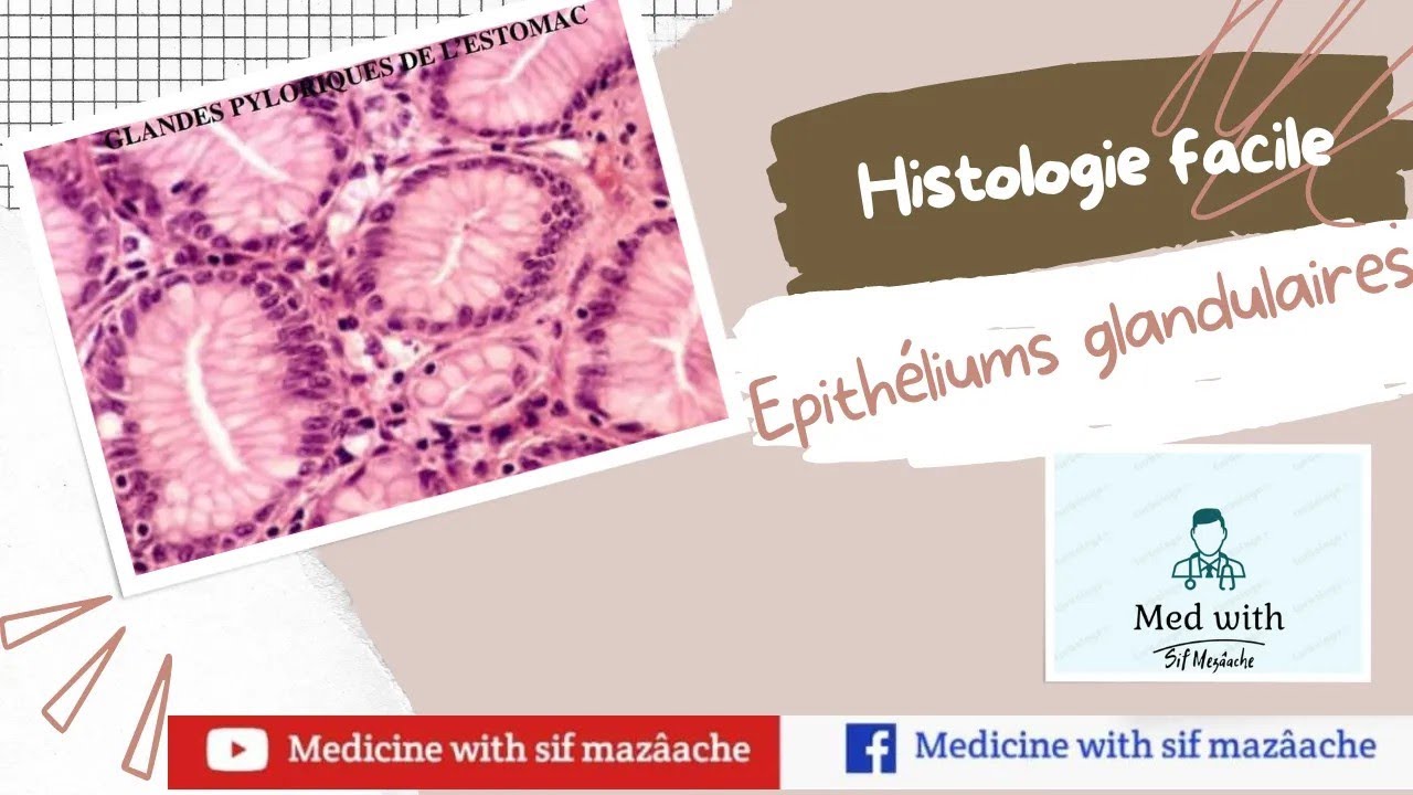 2/ Les Epithéliums Glandulaires| Histologie 1ère MED - YouTube