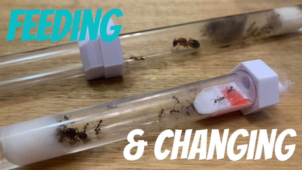 Mastering Ant Keeping: How to Feed and Relocate Ants in Test Tubes ...