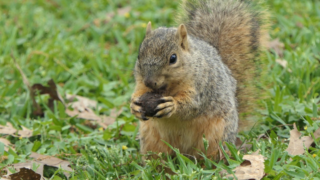 Fox Squirrel finds buried nut - YouTube