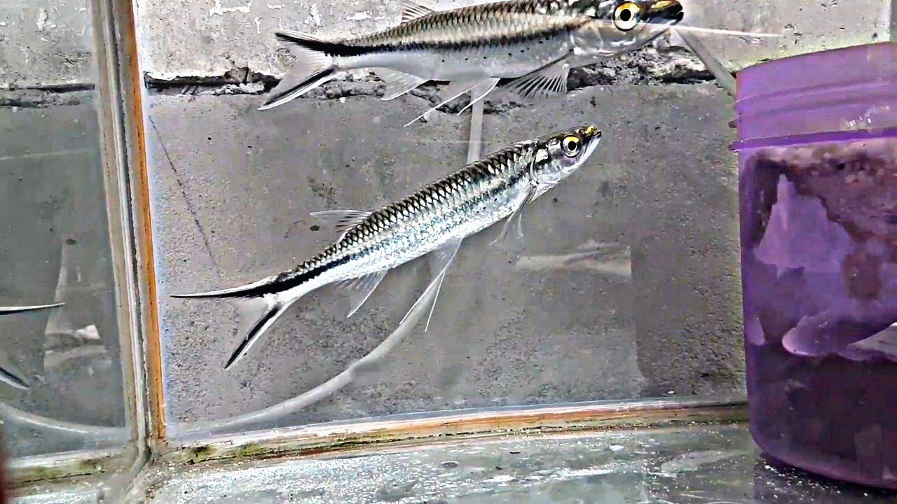 Ikan apollo shark - YouTube