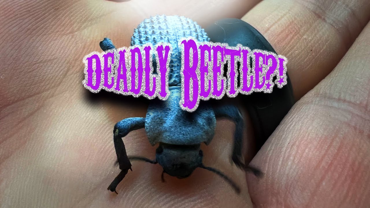 Amazing New Blue Death Beetles: Perfect Pet Invertebrate? - YouTube