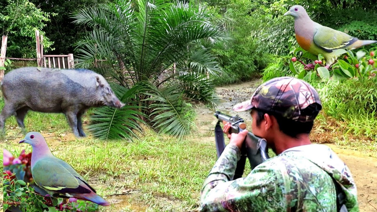 BERBURU PUNAI DAN GEROMBOLAN BABI HUTAN GANAS - YouTube