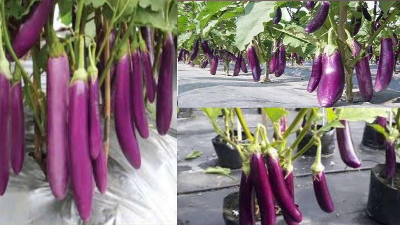 Pokok Terung - YouTube