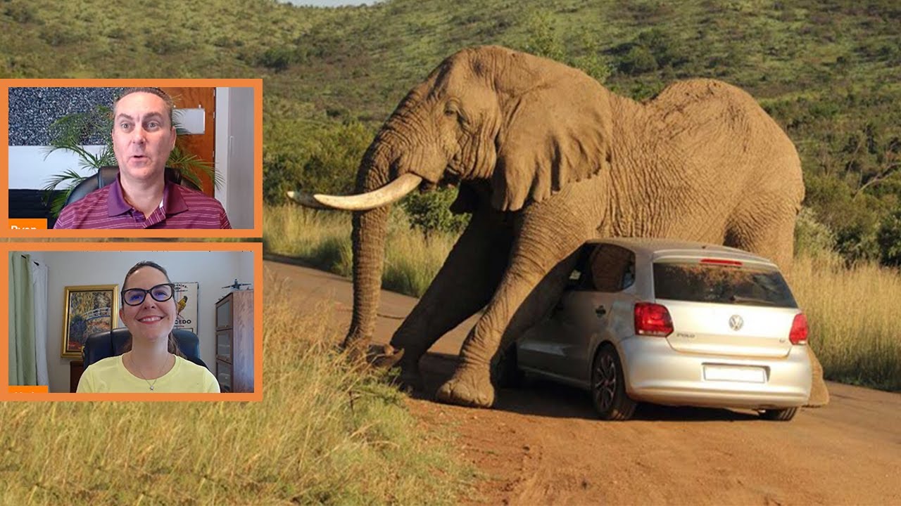 Rampaging Animals & Adorable Thieves Of The Animal Kingdom (Wild Chats ...