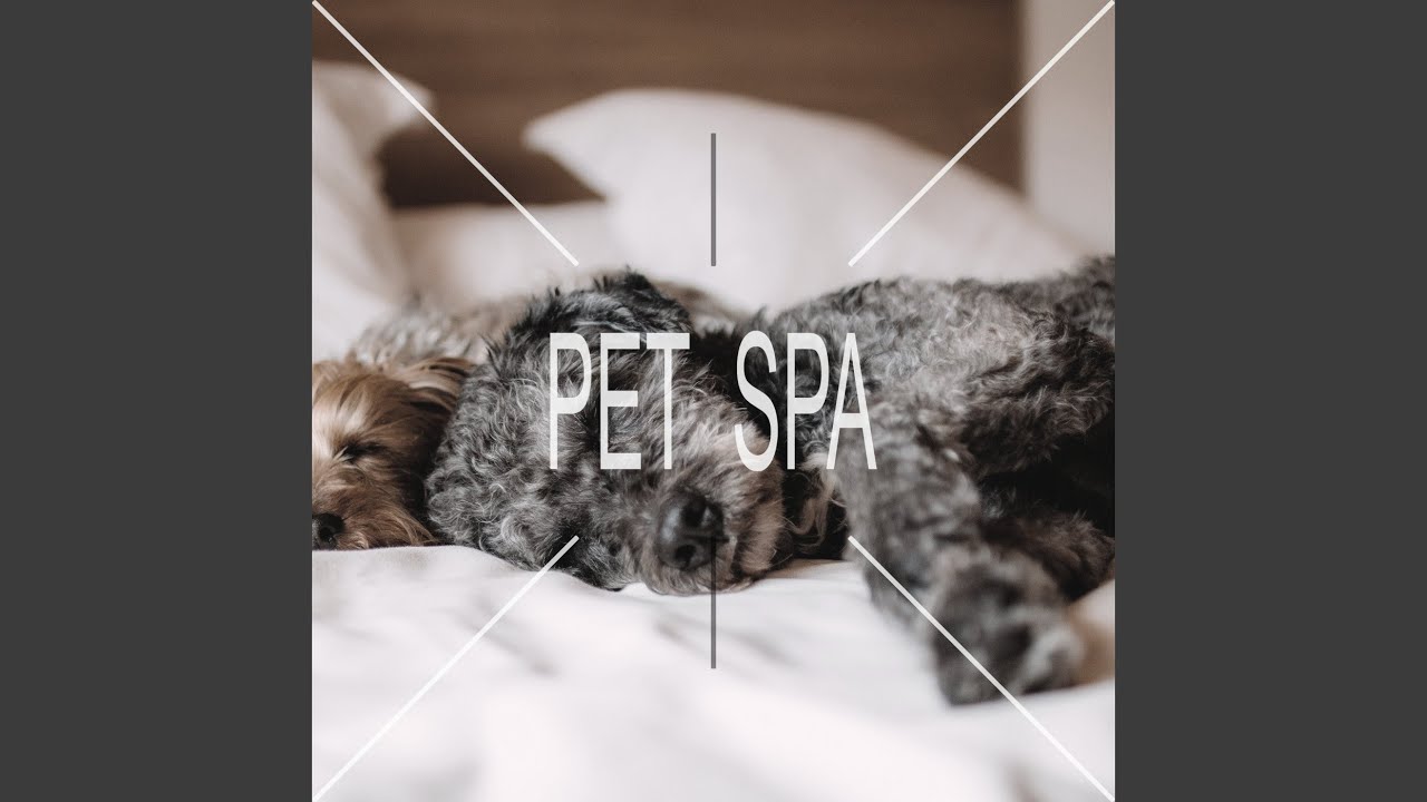 Pet Deep Ambient Sleep - YouTube
