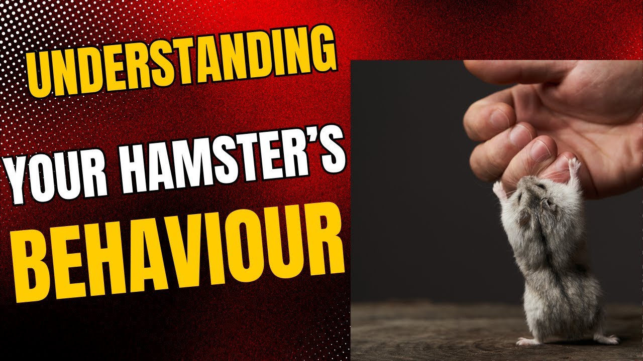 Understanding Your Hamster's Behaviour & Body Postures #hamsterbehavior ...