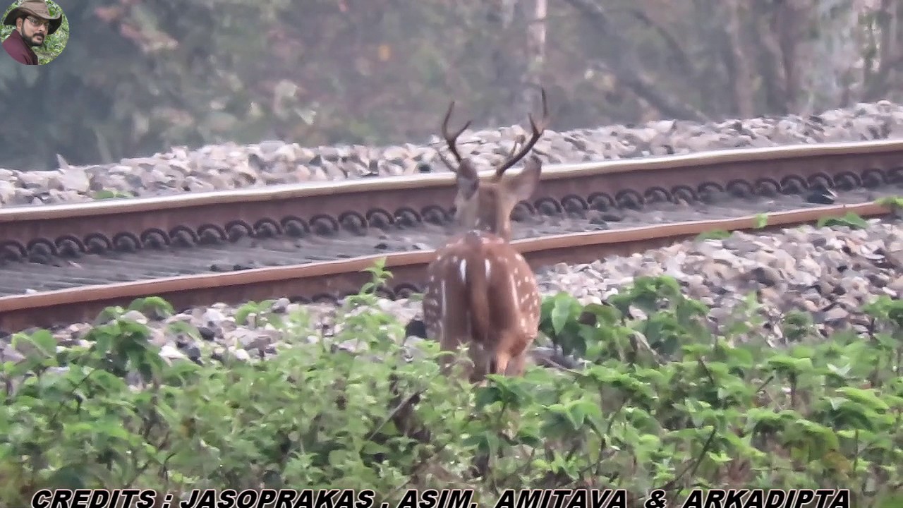 Deer Crossing Railway Track. - YouTube