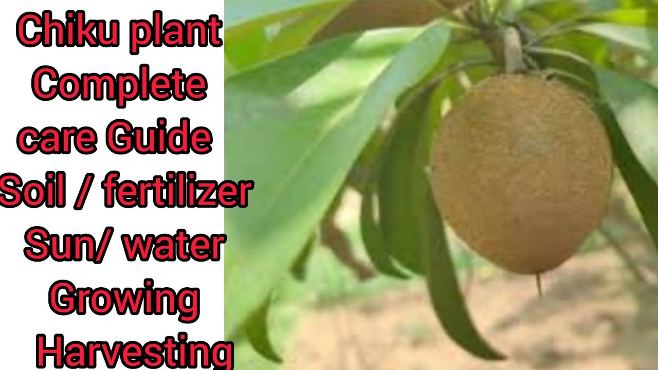 Chikoo plant care | Chiku plantation | All about Chiku Variety, Soil ...