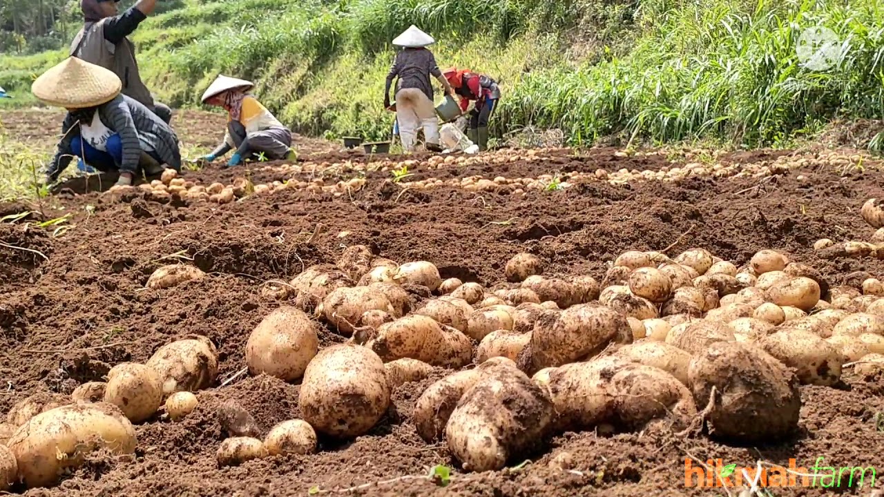 Panen Menghampar Benih Kentang Lokal di @hikmahfarm Pangalengan ...