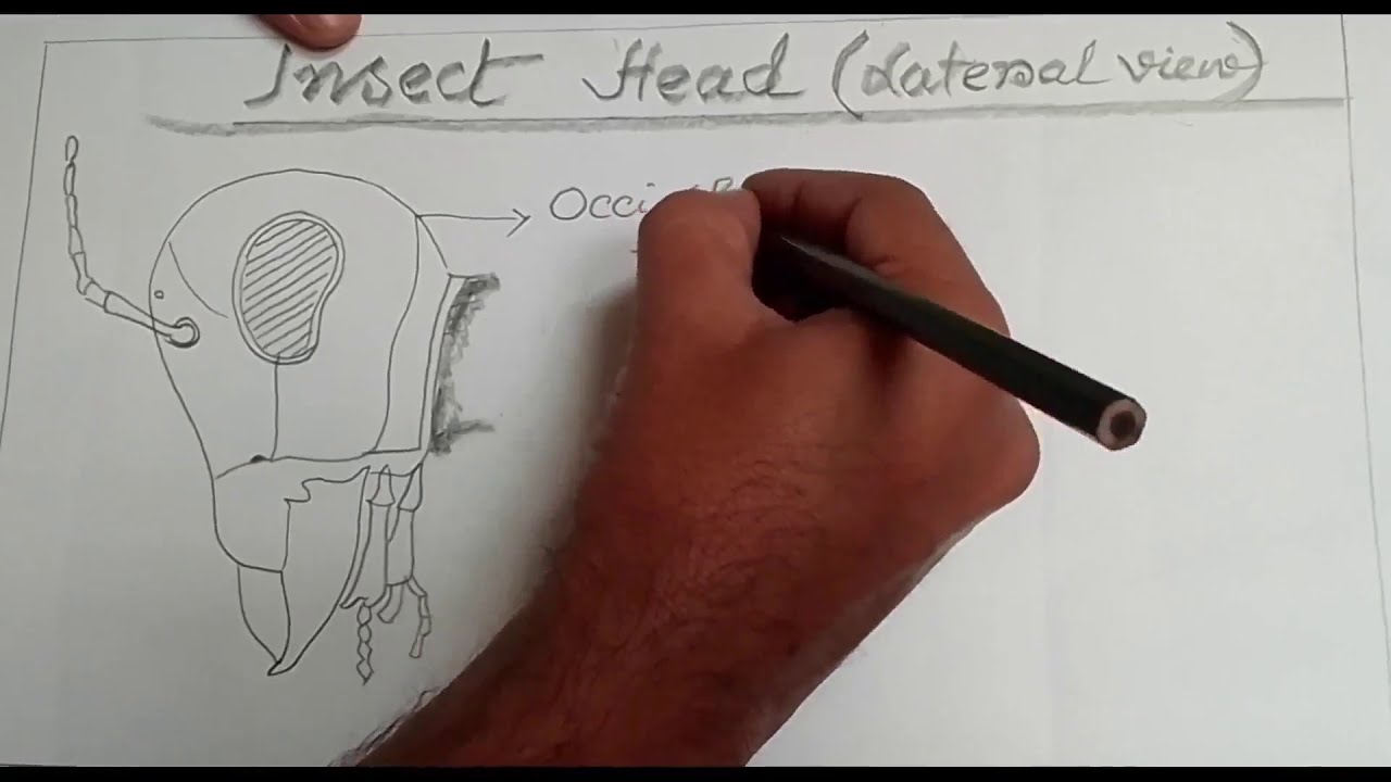 How to draw insect head_Tarak Nath Goswami - YouTube