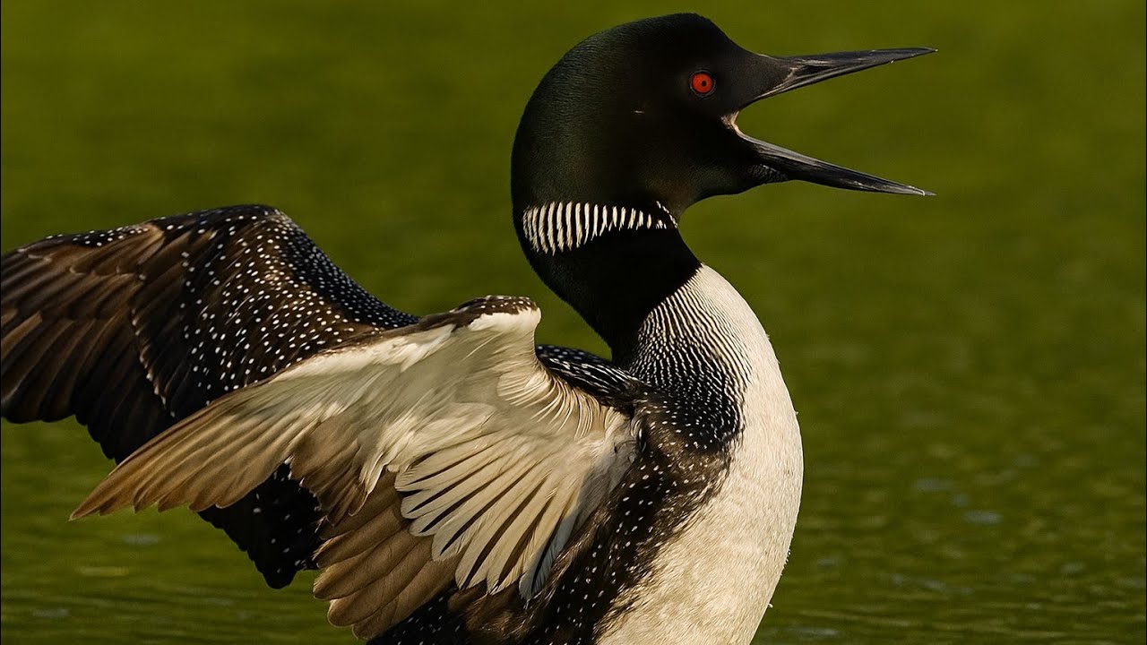 Common Loon Calls for Sleep, Study & Meditation | Wail, Yodel, Tremolo ...