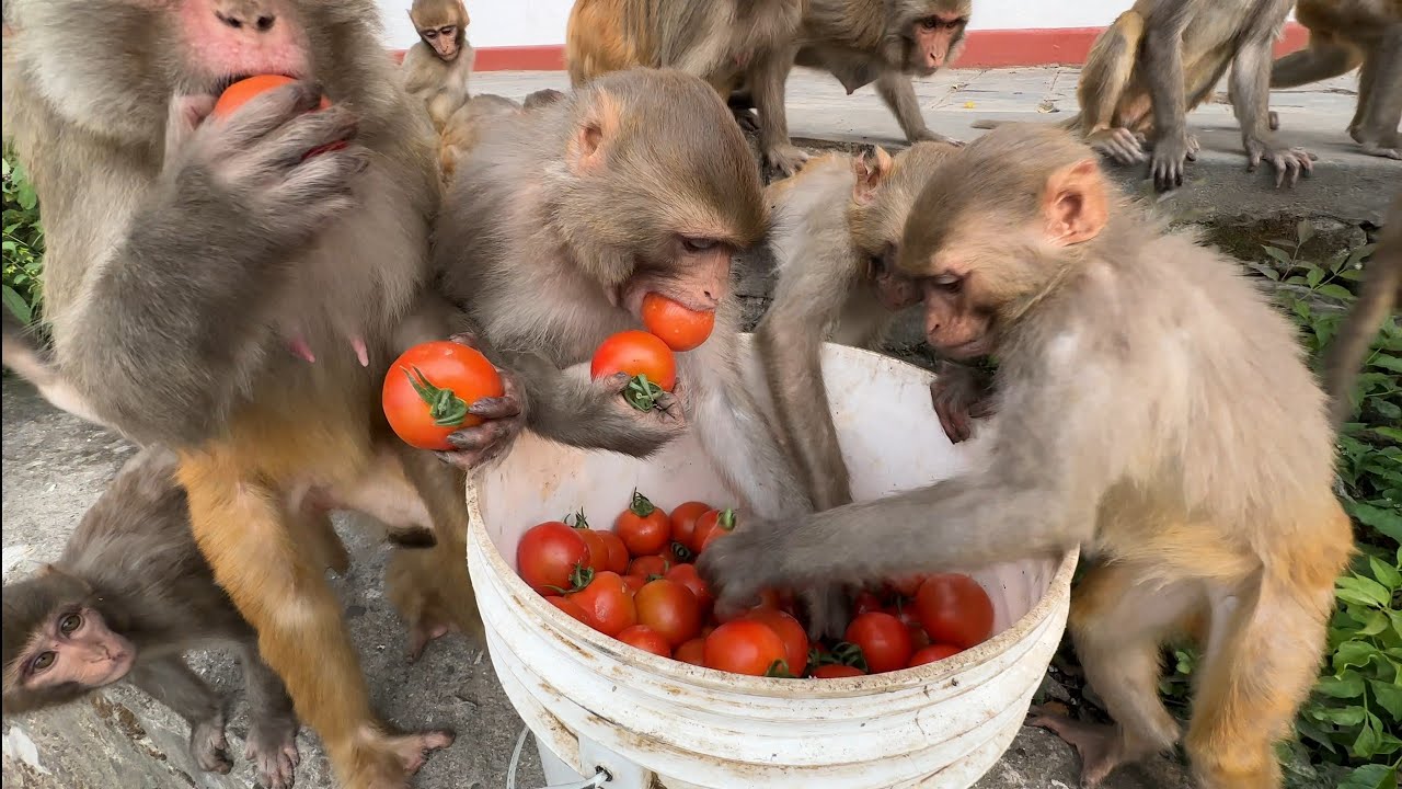 Organic tomatoes and fresh mango combo pack for monkeys - YouTube