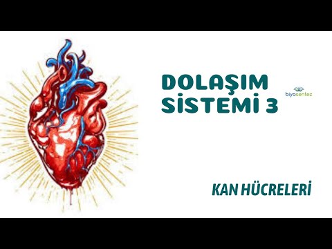 DOLAŞIM SİSTEMİ - 3 - Kan Hücreleri