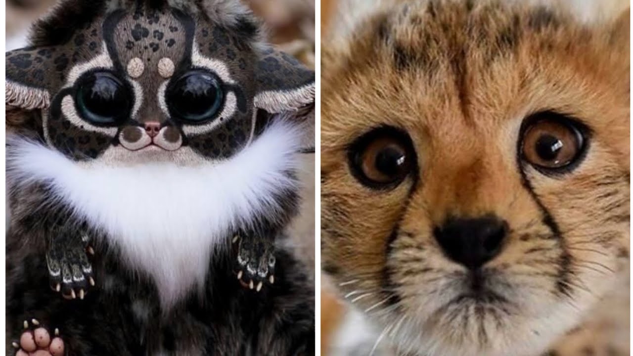 Vidéos mignonne de bébé animaux #mignon #funnyanimalsvideos - YouTube