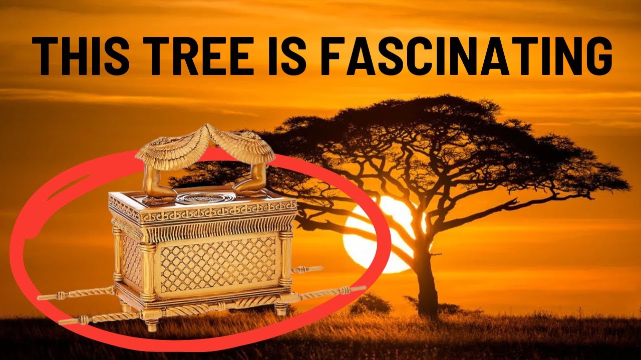 Everything you need to know about Acacia trees - YouTube