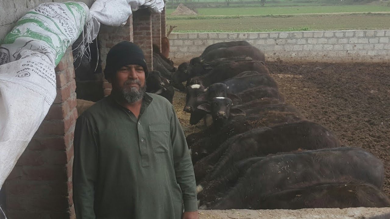 biggest katta farming in pakistan|Katta farming|farming business info ...