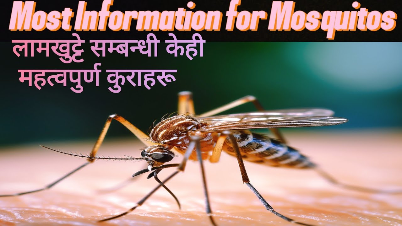 Facts About Mosquit | लामखुट्टे सम्बन्धी केही रोचक तथ्यहरू || What Are ...