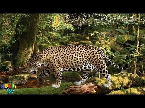 drulii tv abc animals learn