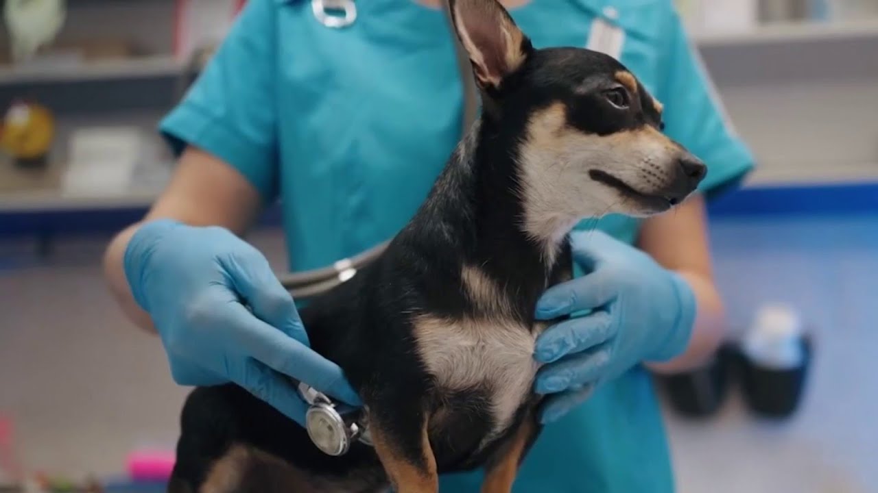 Local veterinarian explains Chagas disease, why it’s concerning for ...
