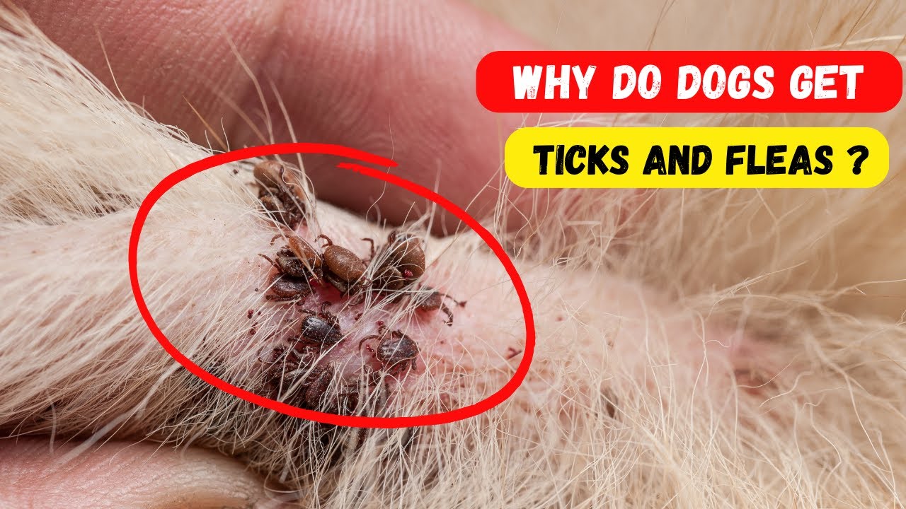 Why do dogs get Ticks and Fleas in summer #trending #viral #lifespan ...