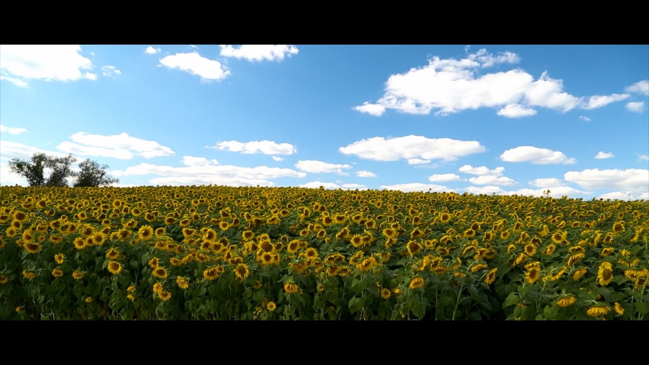 September Sunflowers - Field of Flowers - YouTube