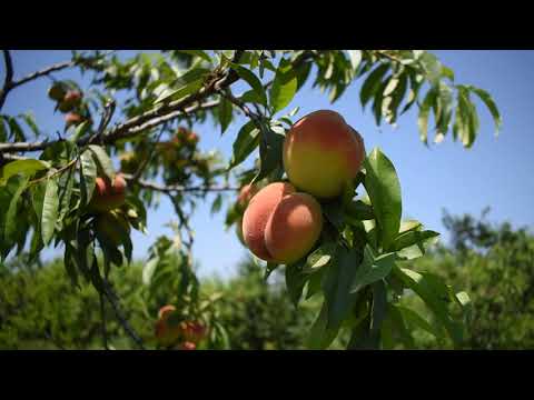 Saftalının Zalatoy ve Fedai sortları yetisdi - Qabıgı soyulan dadlı saftalı