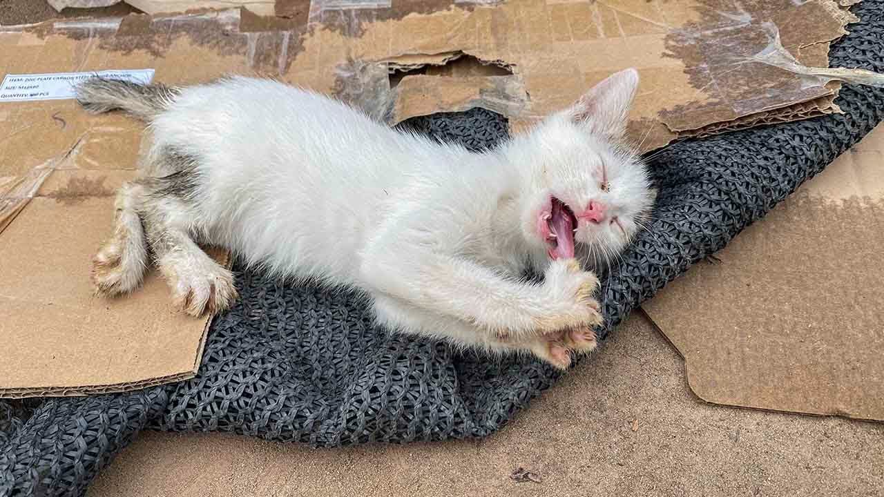 She was chased away by everyone, lying motionless, crying in pain, but ...