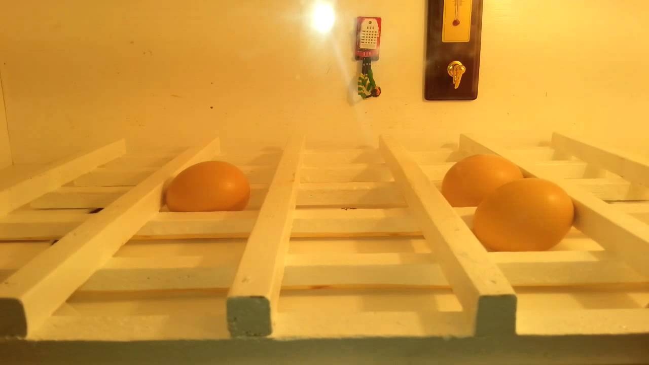 Incubat-Duino 2.0-- Incubator eggs. - YouTube
