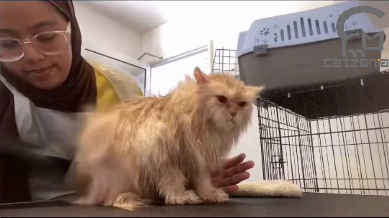 Kucing 'Limited Edition' - YouTube