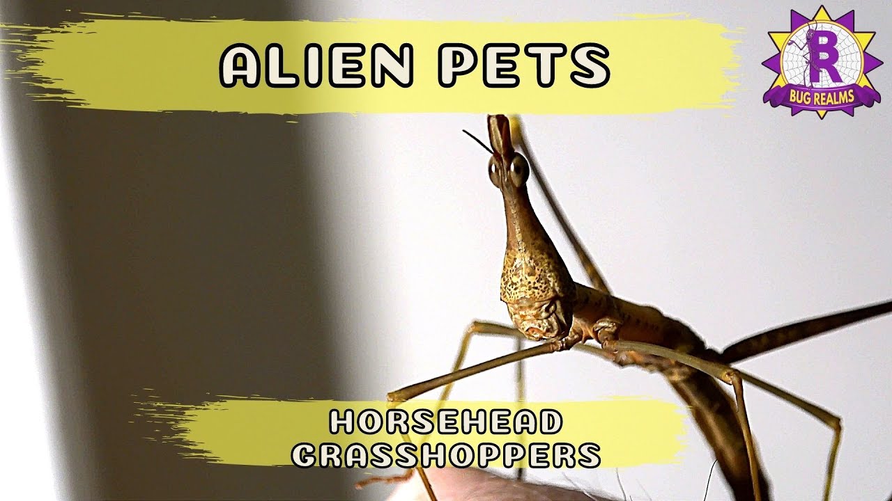 Meet my ALIEN PETS! - Horsehead Grasshoppers! - YouTube