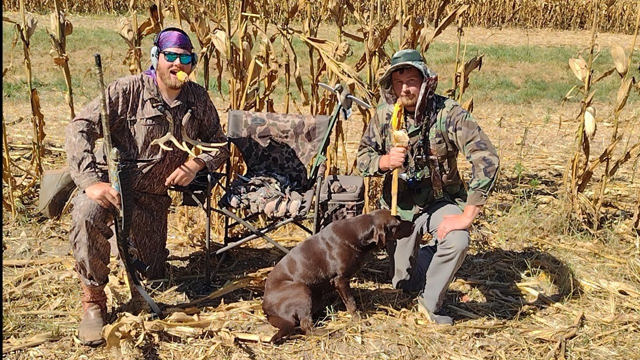 DOVE HUNTING WITH CLETUS AND CLINT!!!!! #dove #hunting #lab #dogs - YouTube