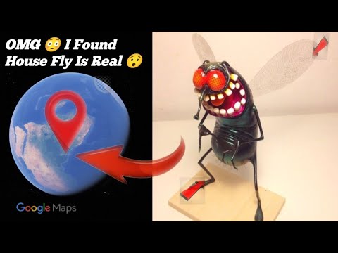 I Found Giant House Fly In Real Life On Google Earth And Google Maps 🤯 ...