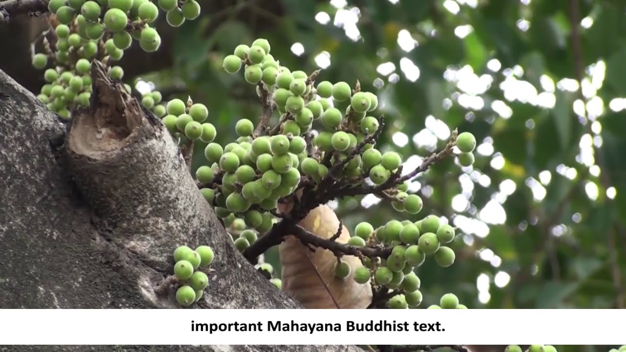 Goolar Fig Tree - YouTube