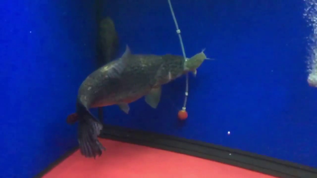 Feeding my Suriname Aimara wolf - YouTube