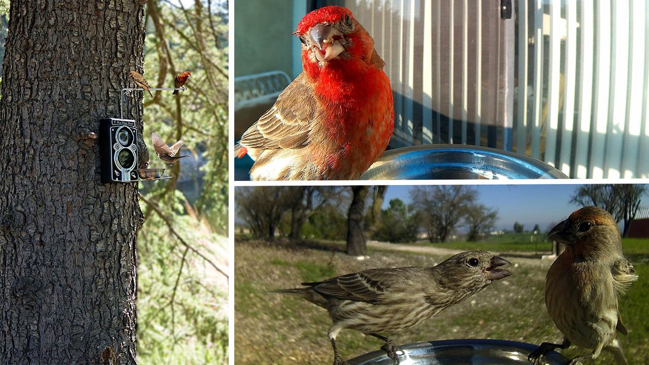 Bird Watcher Photographs Amazing Bird Selfies - YouTube