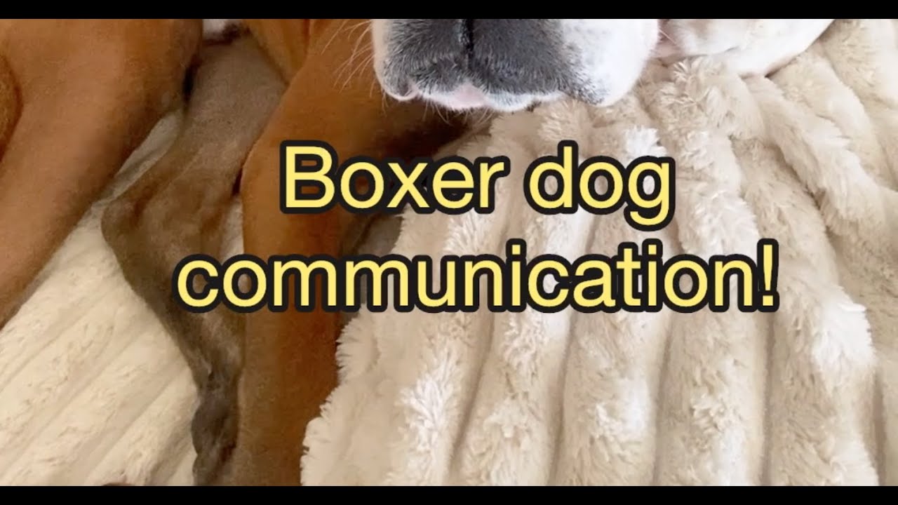 Boxer dog communication! - YouTube